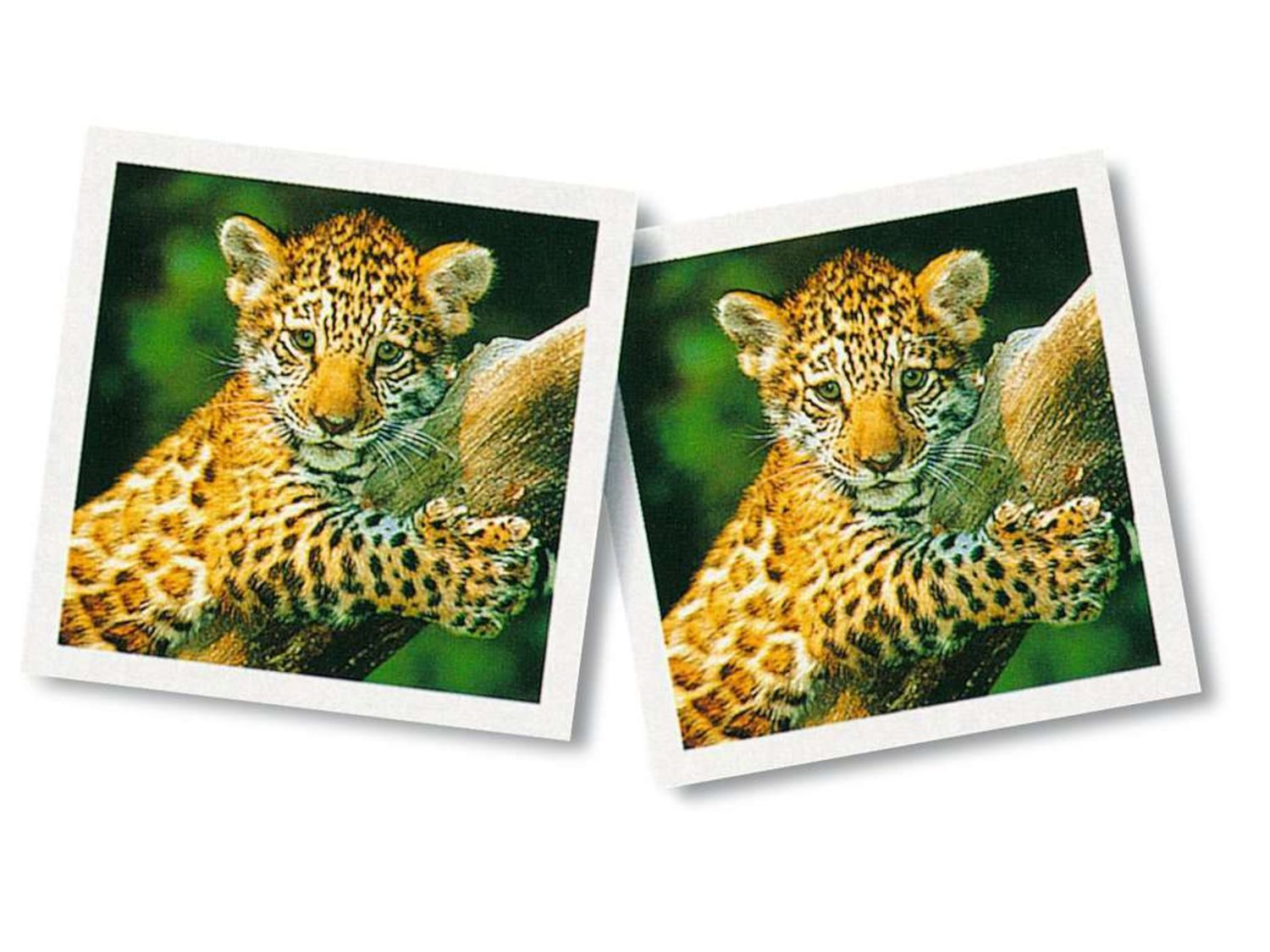 Ravensburger Tierbaby memory® online kaufen | LIDL