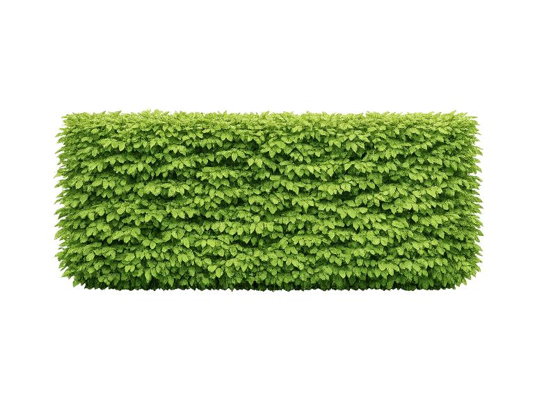 AMO Hainbuche »Carpinus betulus«, 4 Pflanzen | Lidl
