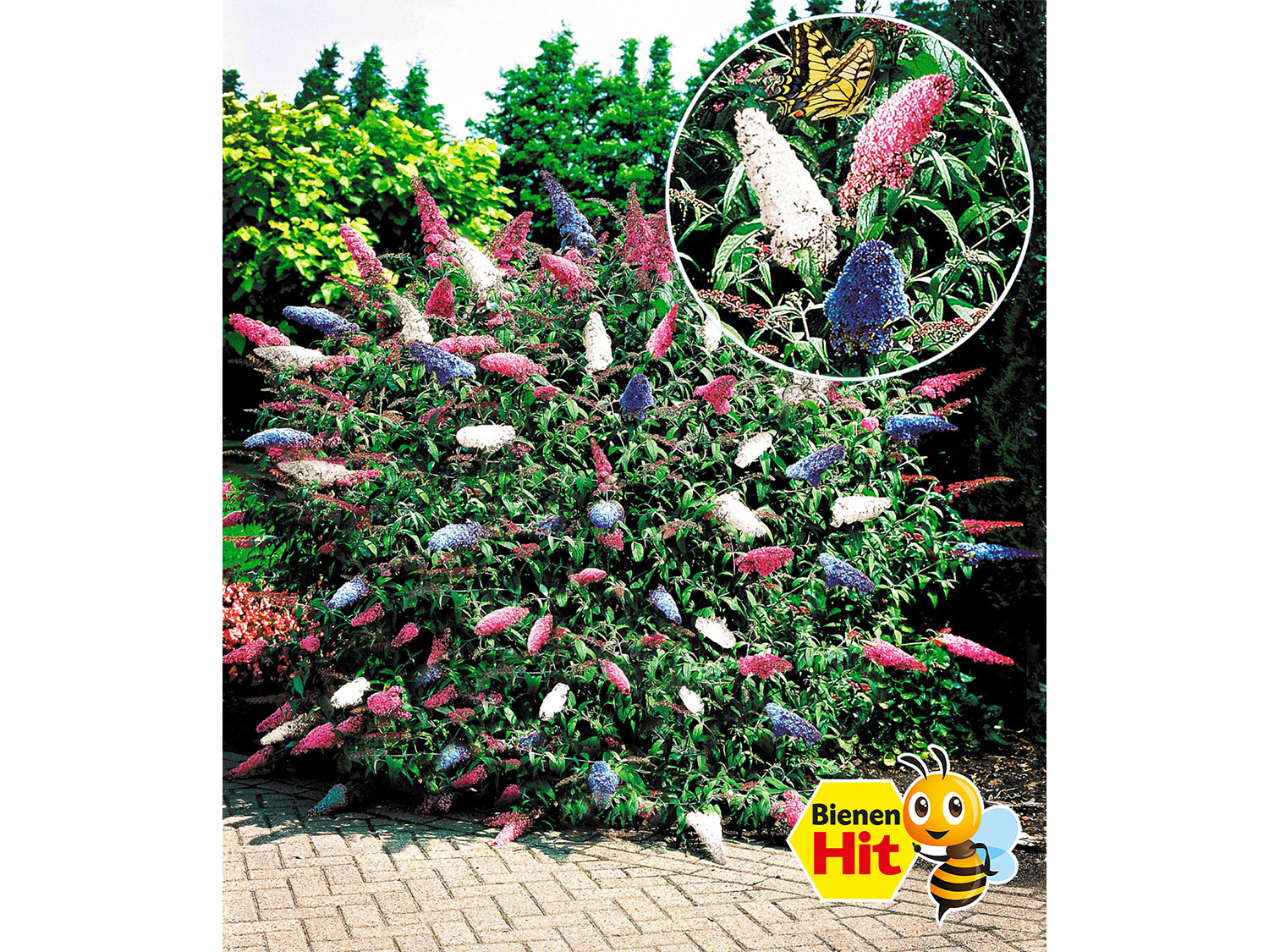Angebot Lidl Sommerflieder Papillion Tricolor Buddleia,