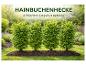 AMO Hainbuche »Carpinus betulus«, 4 Pflanzen | Lidl