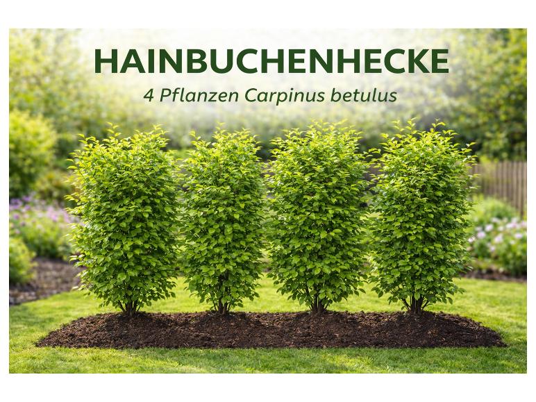 AMO Hainbuche »Carpinus betulus«, 4 Pflanzen | Lidl