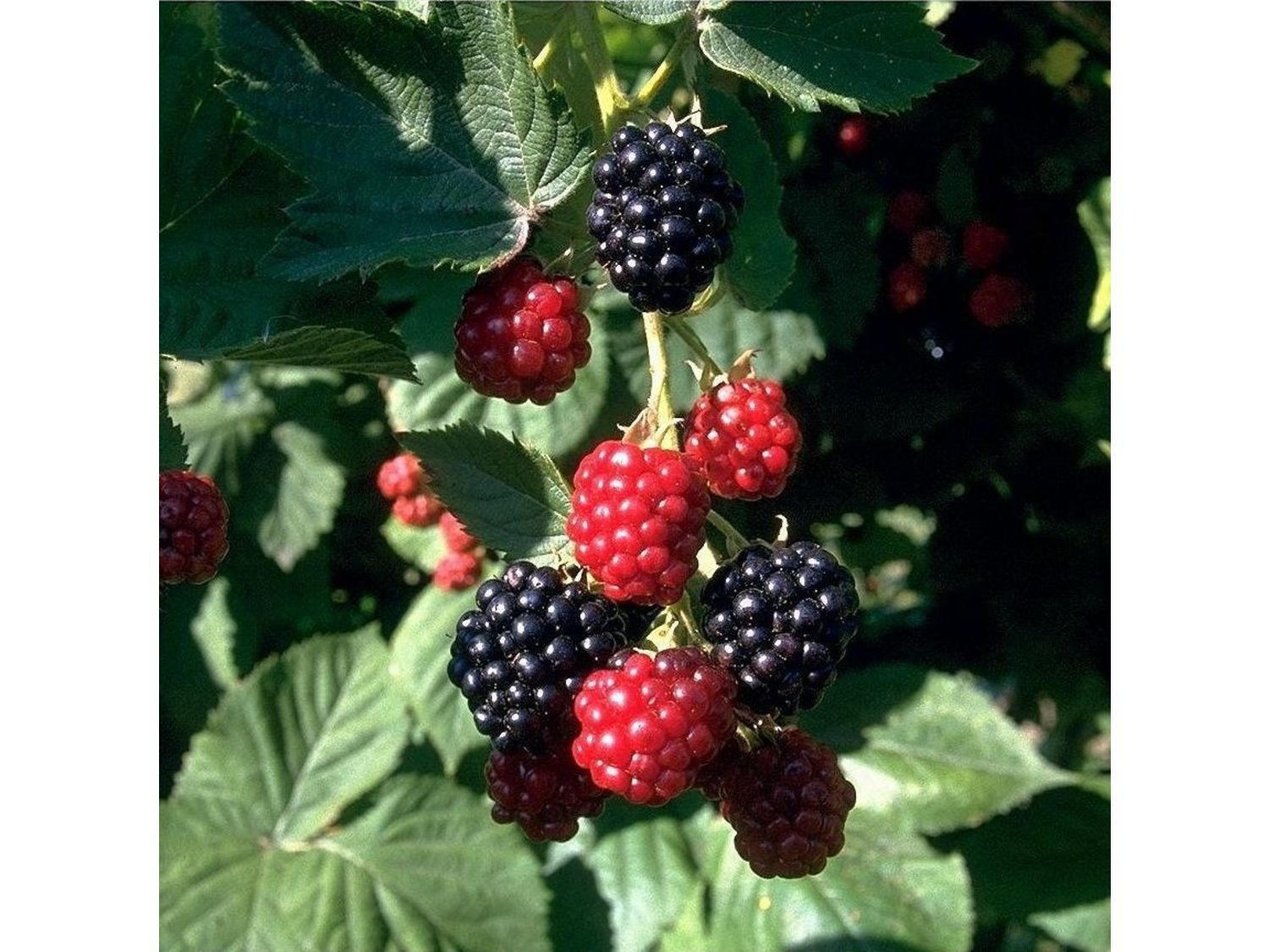 Beerenobst, 4 Pflanzen, Johannisbeere, Stachelbeere, Himbeere ...